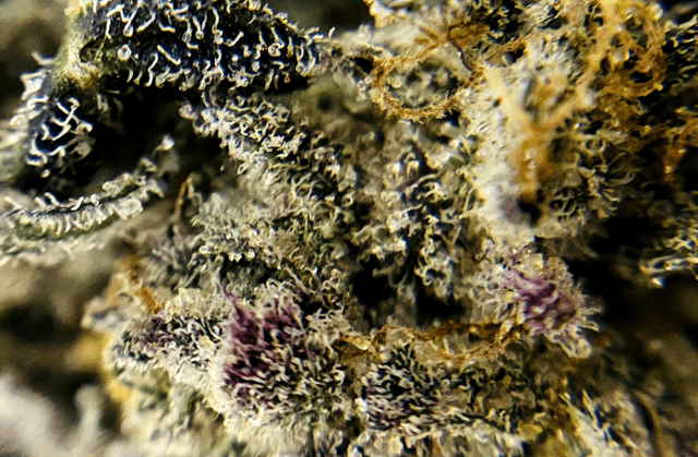 Boutique Cannabis Lines | Dunesberry Farms